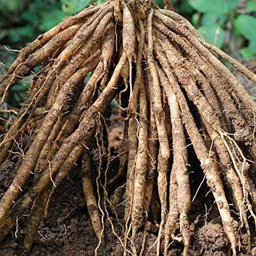 Sitara Foods Nannari Sharbat Syrup Dried SITARA FOODS - NavaFresh ...